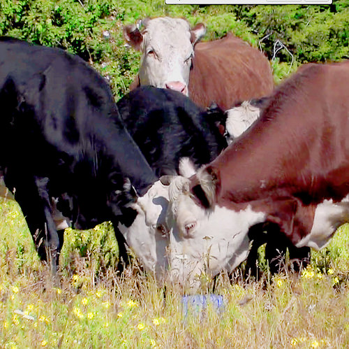 Using Aerial Drones To Monitor Cow Health – TRU Newsroom