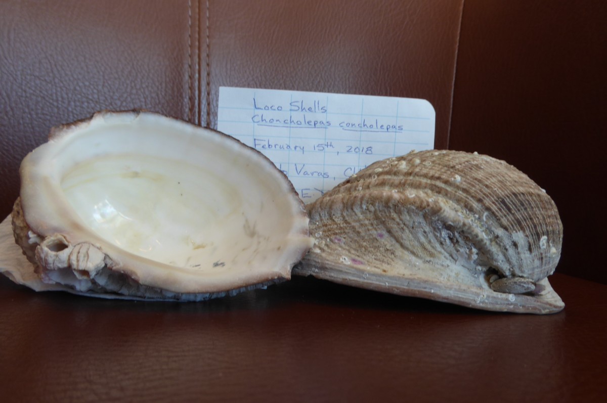 Birds, barnacles and the HMS Beagle: Dickinson channels Darwin – TRU ...