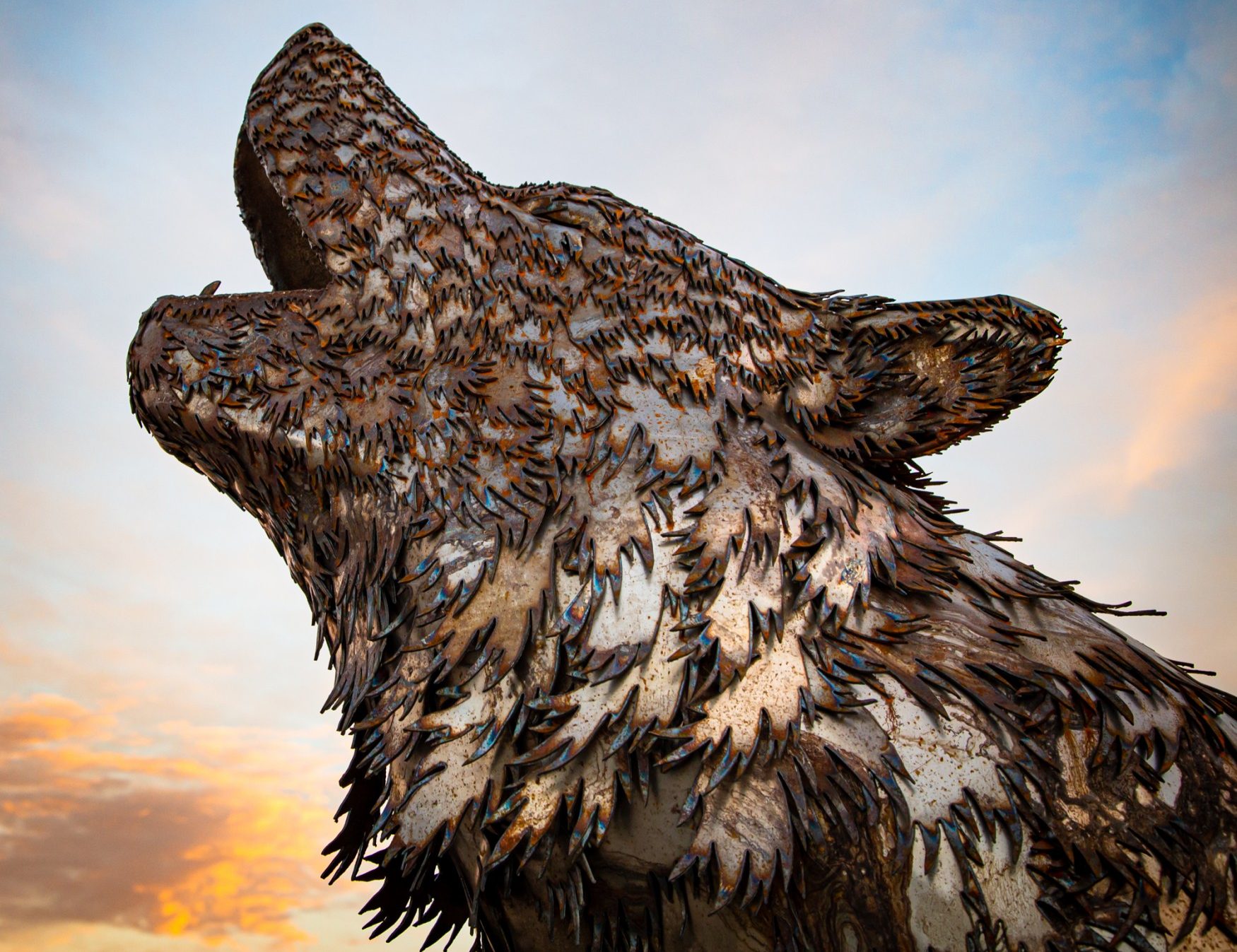 Meet the wolves of University Drive – TRU Newsroom