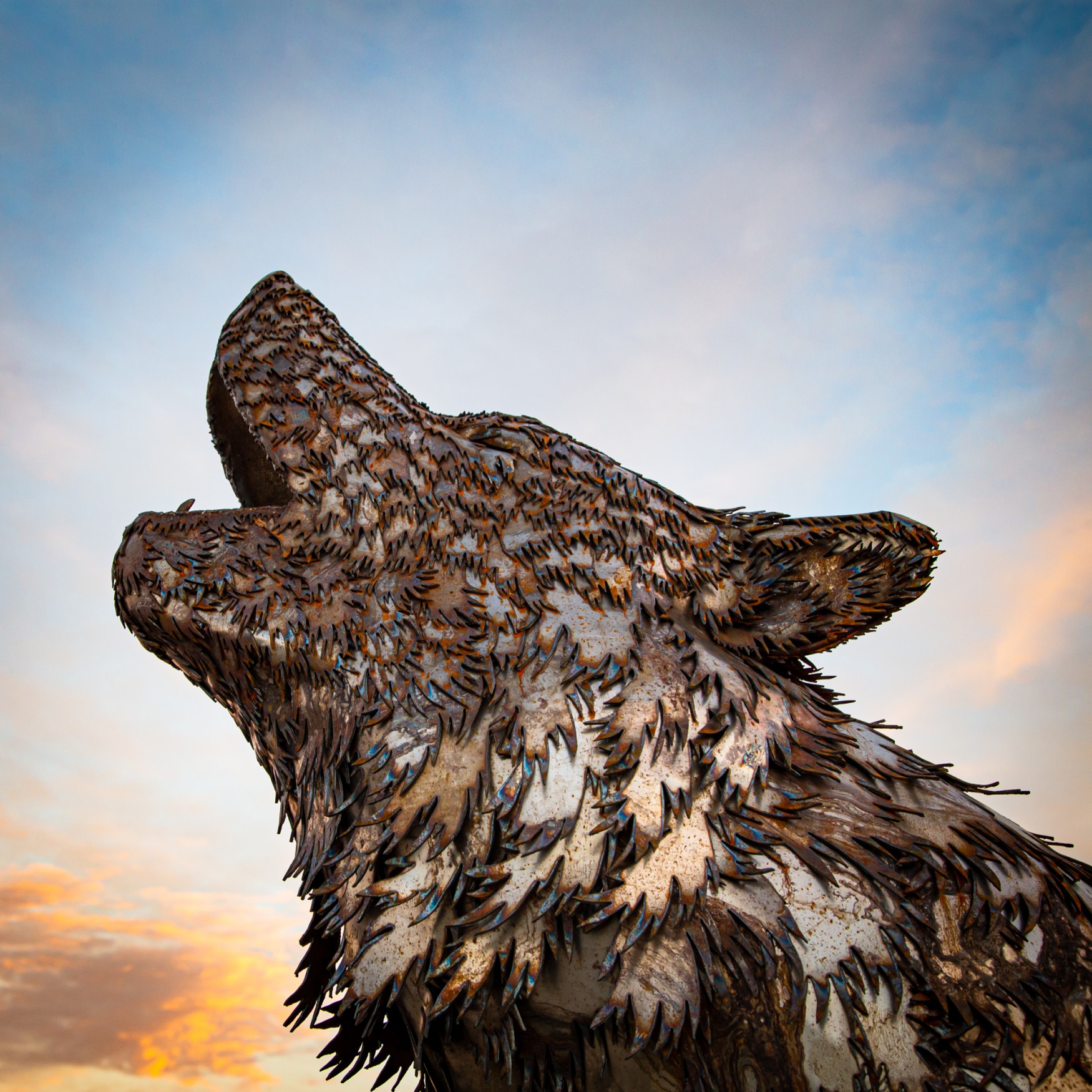 Meet the wolves of University Drive – TRU Newsroom