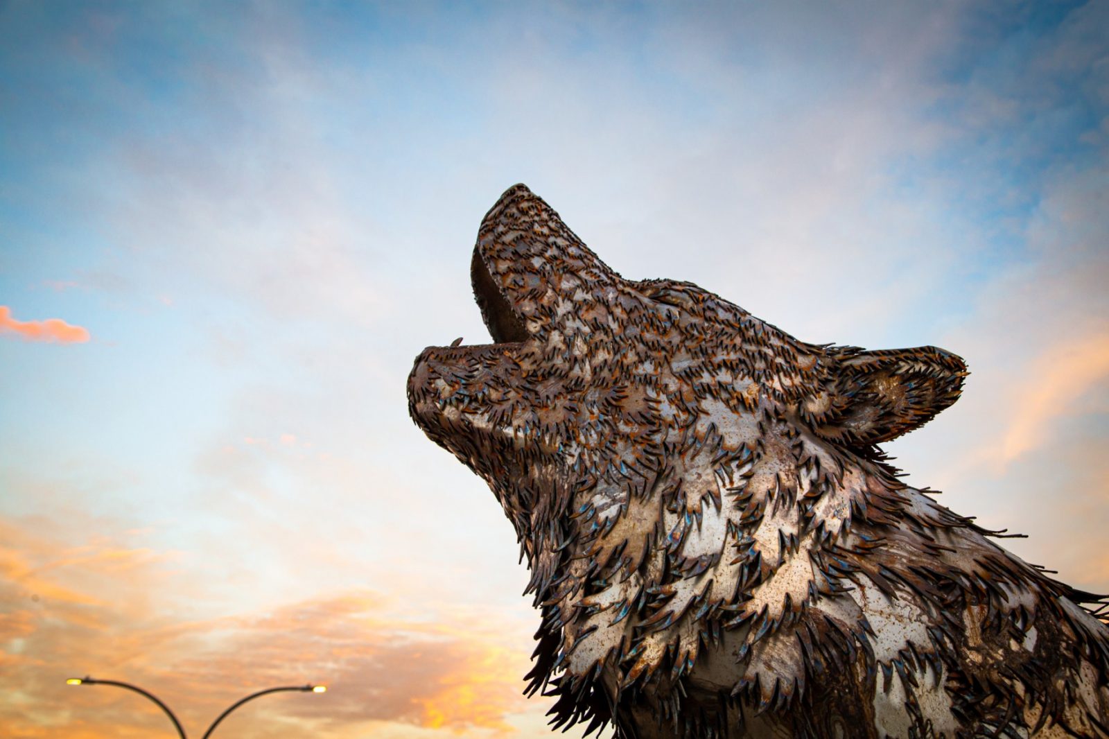 Meet the wolves of University Drive – TRU Newsroom