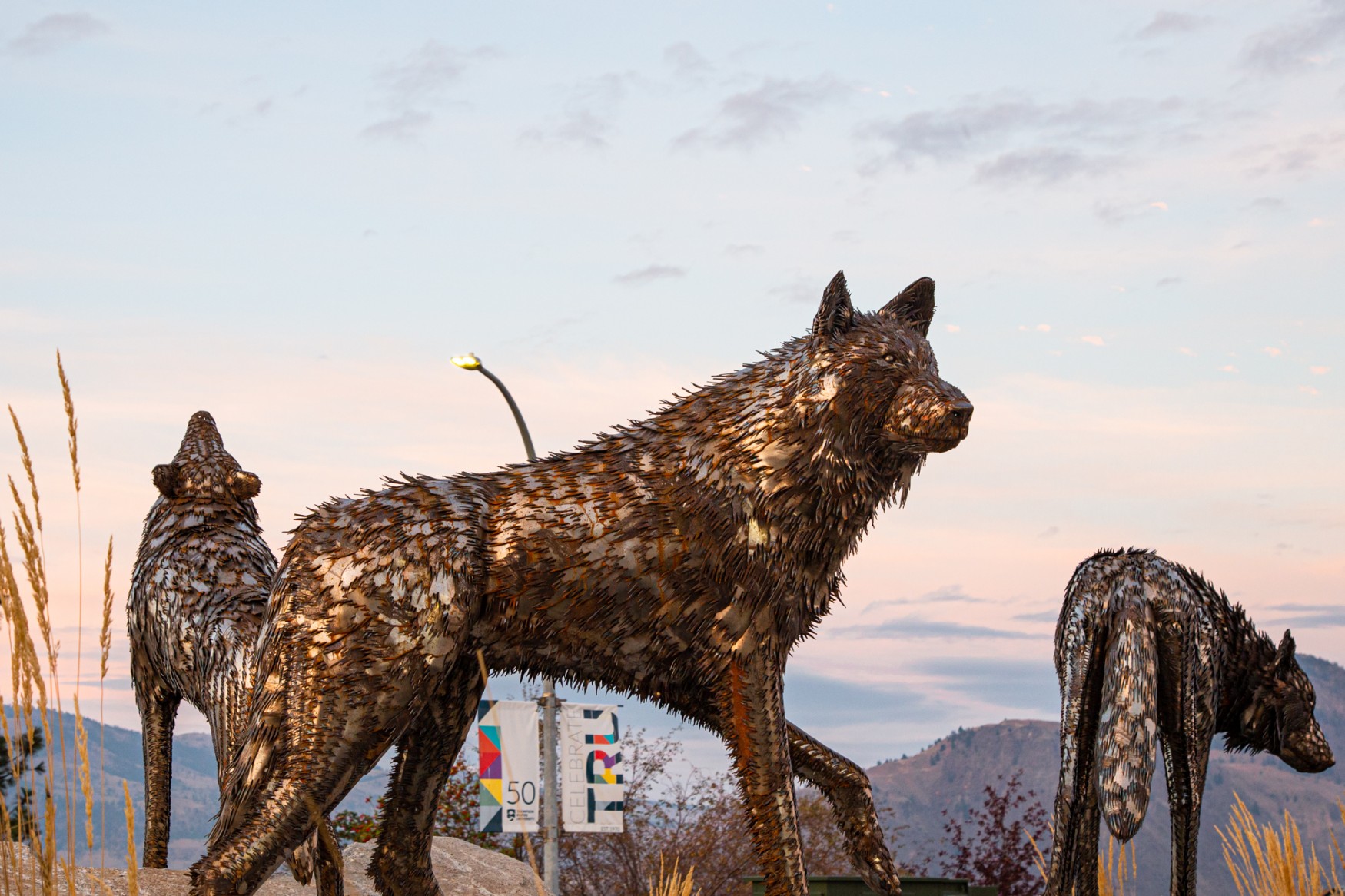 Meet the wolves of University Drive – TRU Newsroom