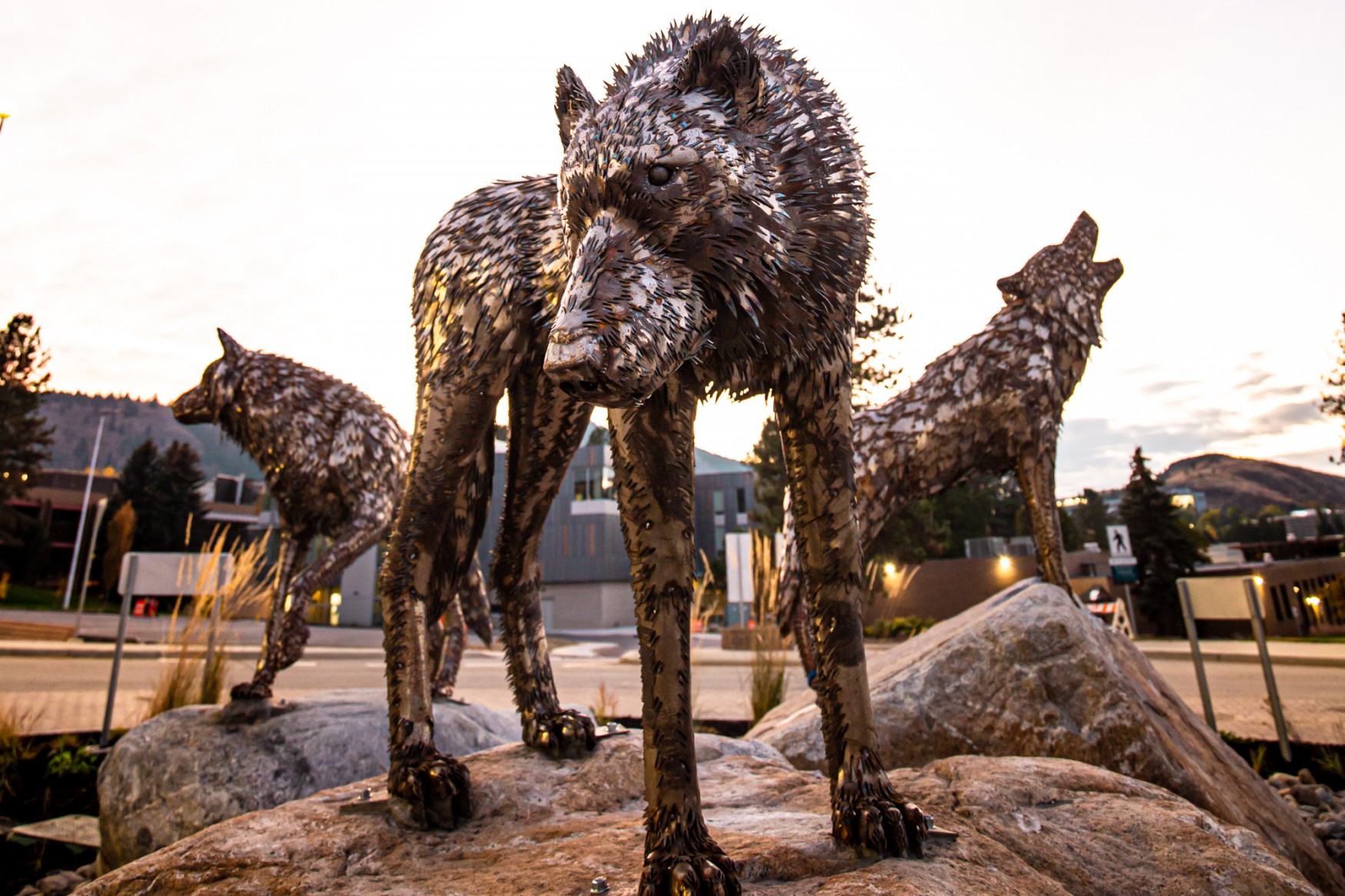 Meet the wolves of University Drive – TRU Newsroom
