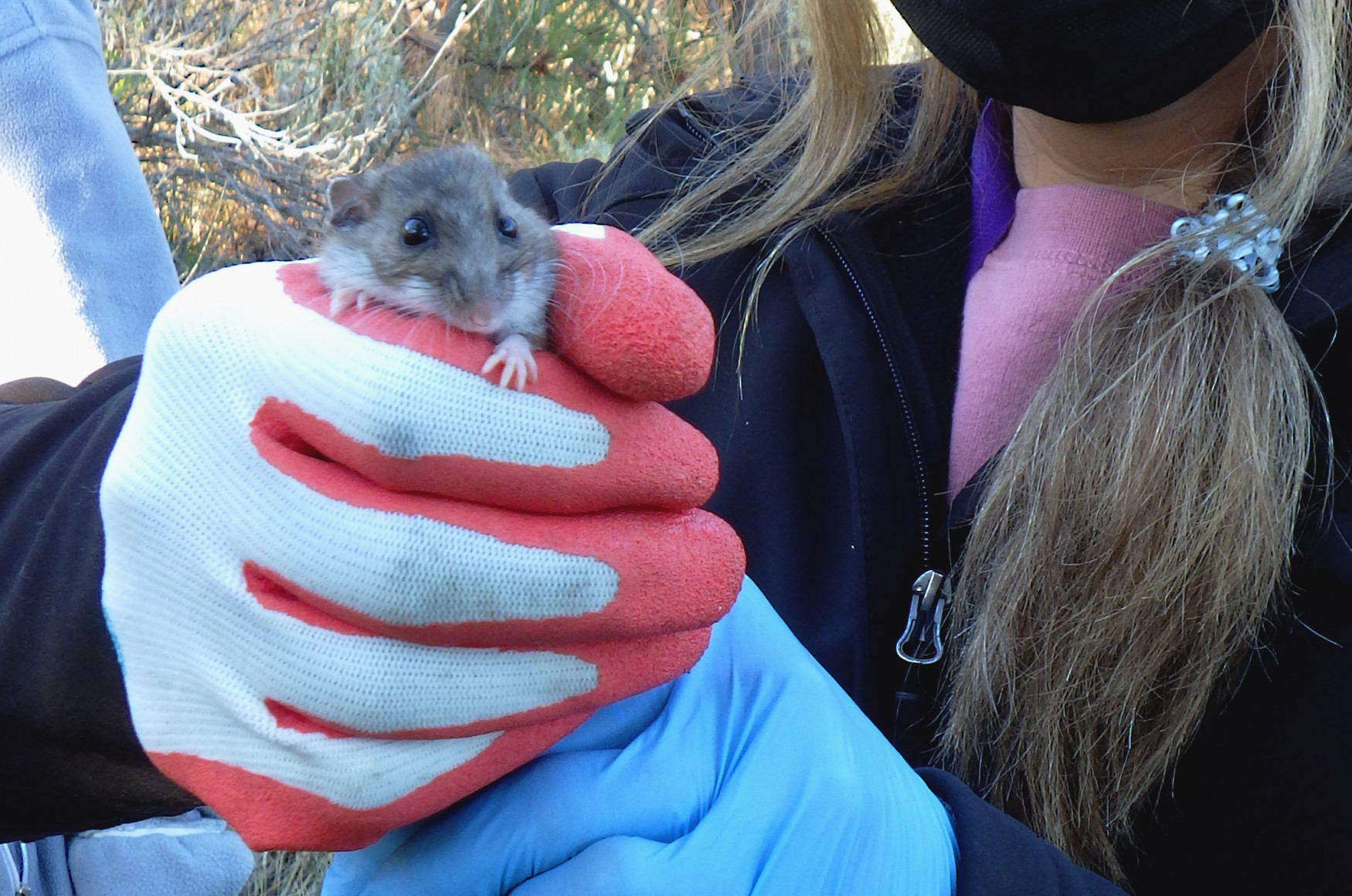 Small mammals, big study – TRU Newsroom