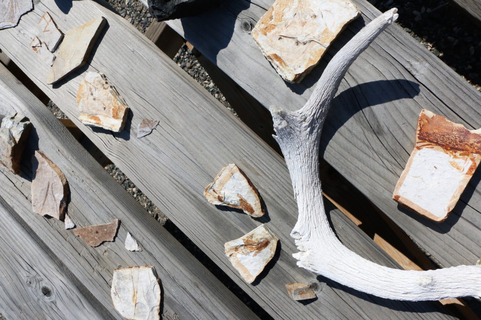 Blazing a trail for a future with fossils – TRU Newsroom