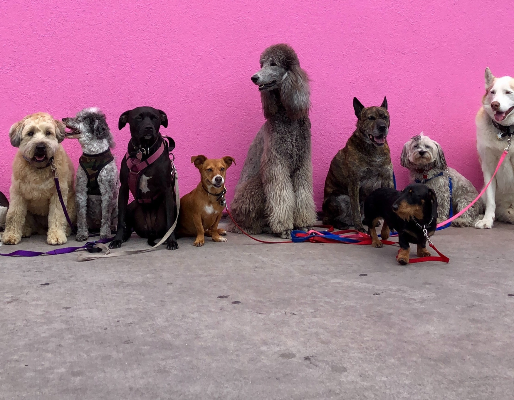 Making a canine connection: Tips for Therapy Dog Thursdays – TRU Newsroom