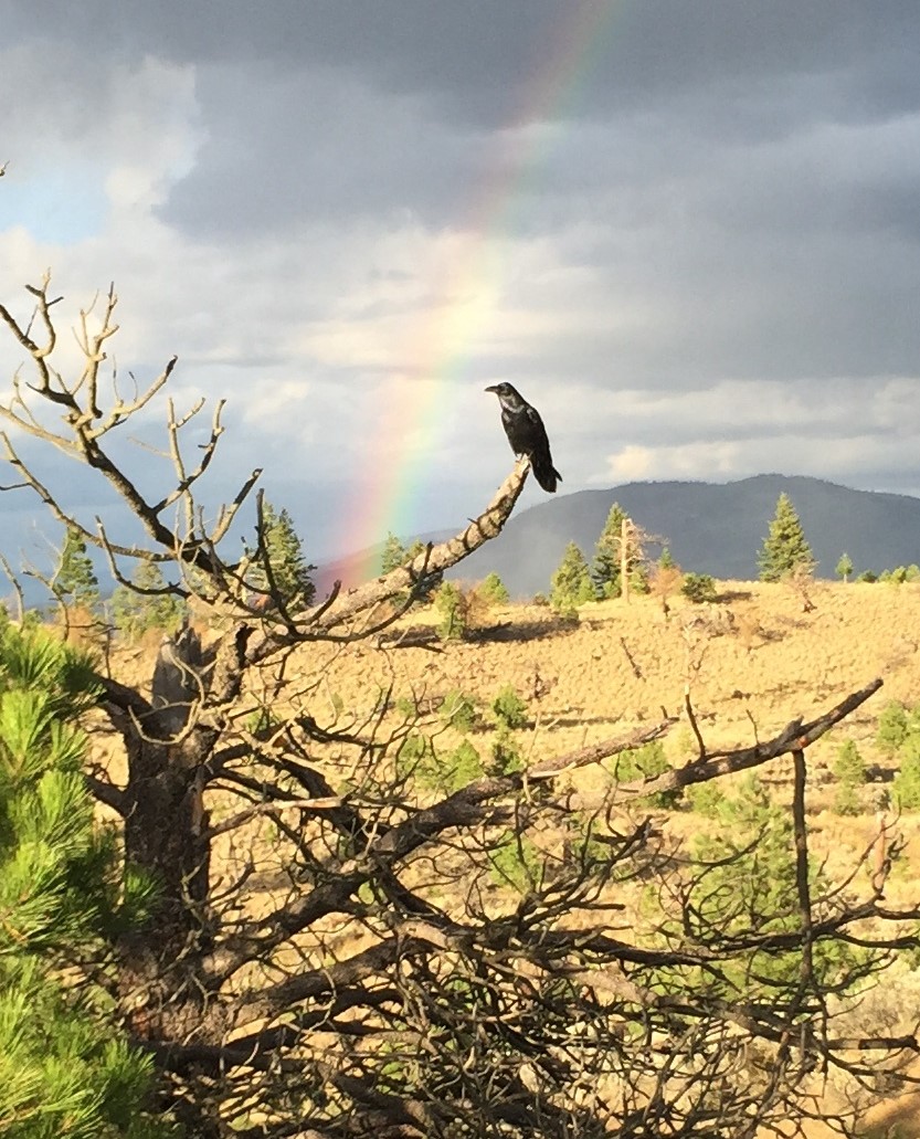 TRU bird photo contest – TRU Newsroom