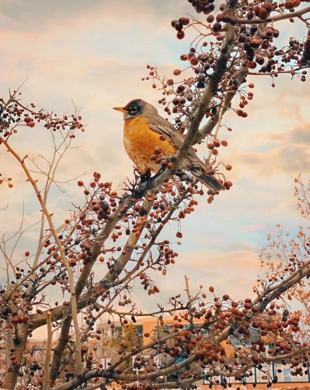 TRU campus bird walk – TRU Newsroom