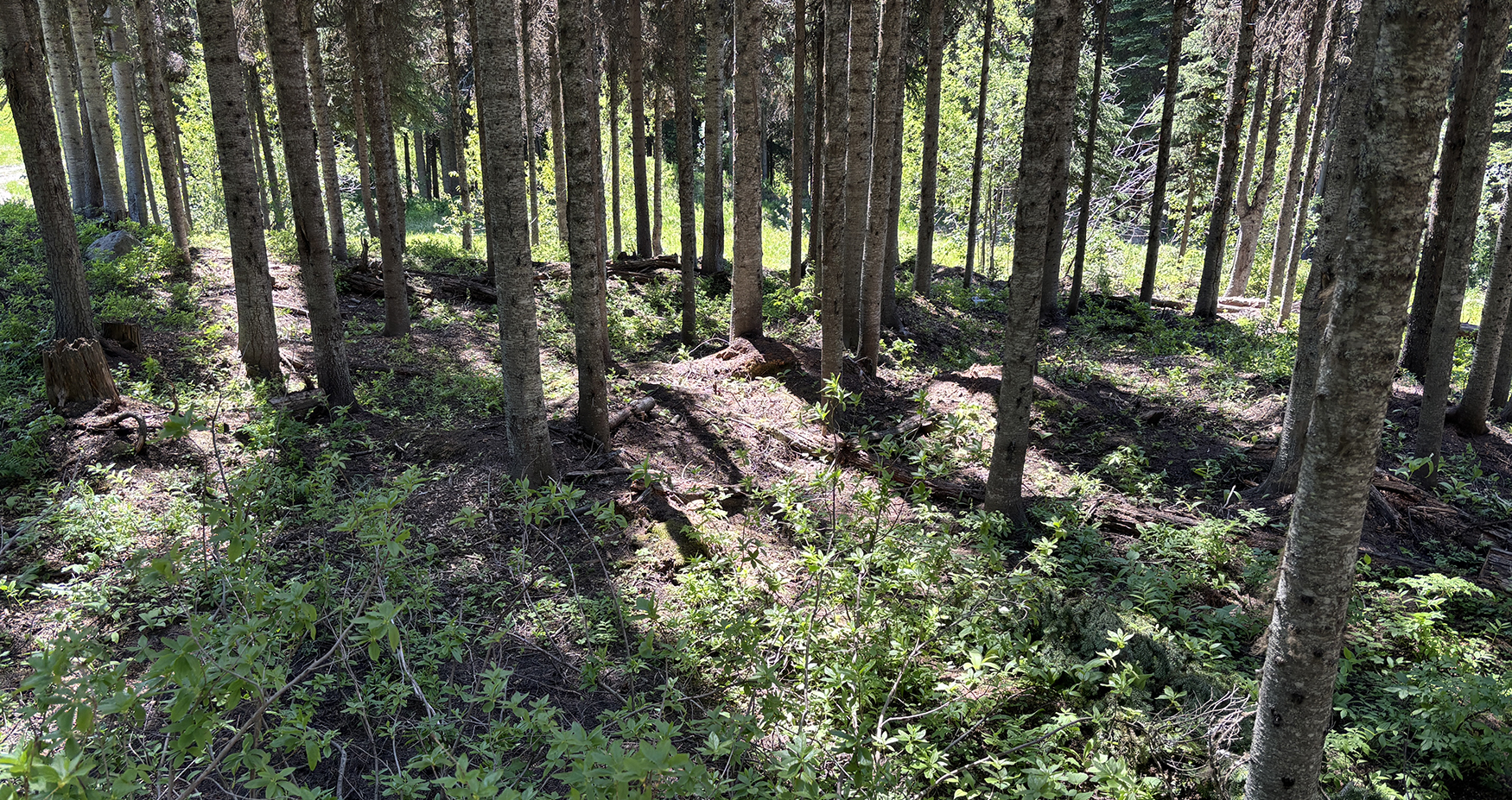 Chipping instead of burning: Sun Peaks and TRU test low-carbon fuel ...